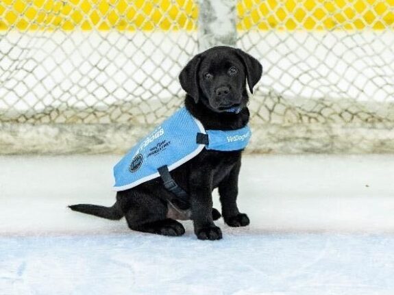 Meet the Newest Member of Utah HC: Archie - The Hockey Writers - Utah ...